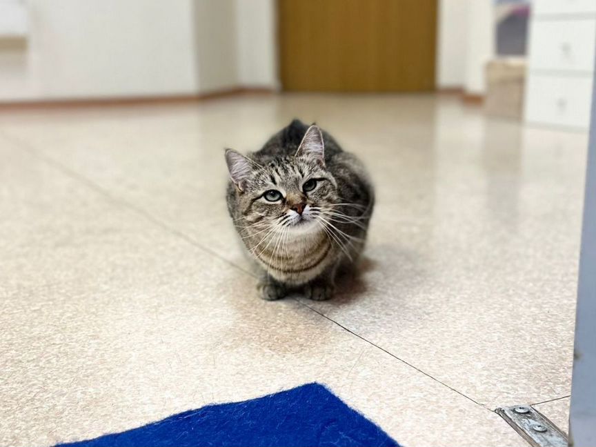 Кошечка Принцесса в добрые руки