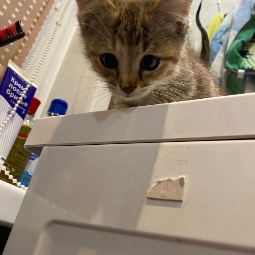 Котенок в добрые руки