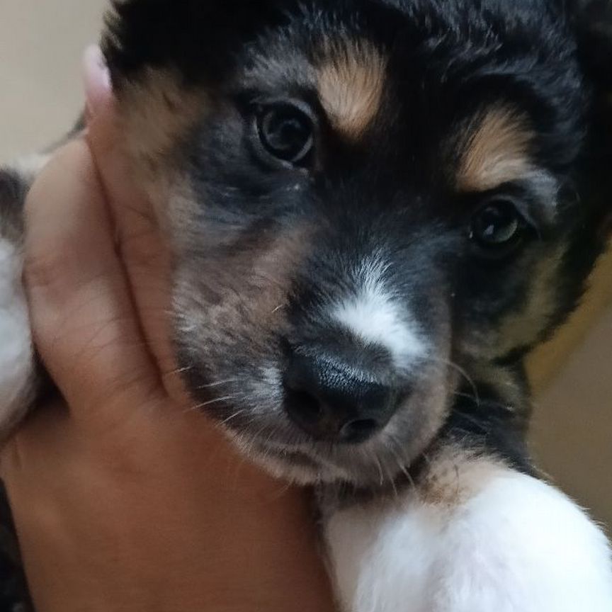 Щенок кобель