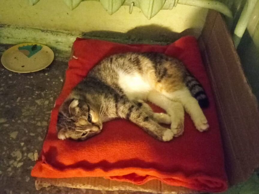 Найдена кошечка (или котик) в подъезде