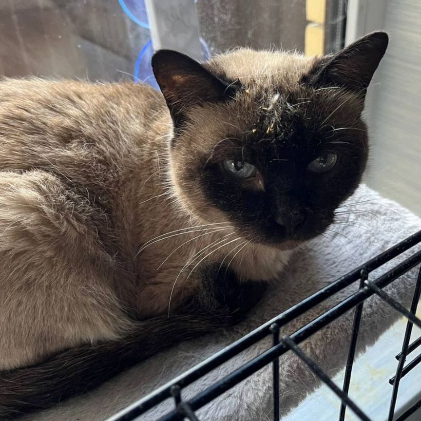 Кошка привитая красотка