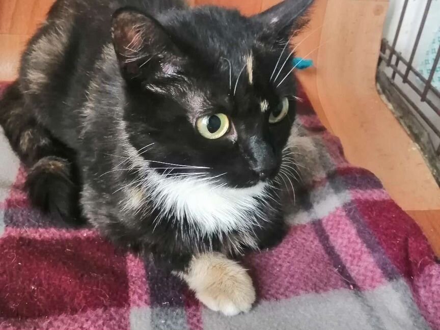 Кошка Маргошка