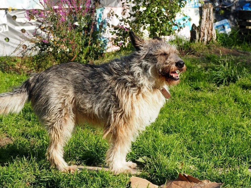 Чудесный пёсик живёт в приюте ищет дом