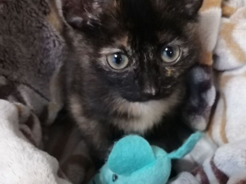 Кошечка, окрас черепашковый