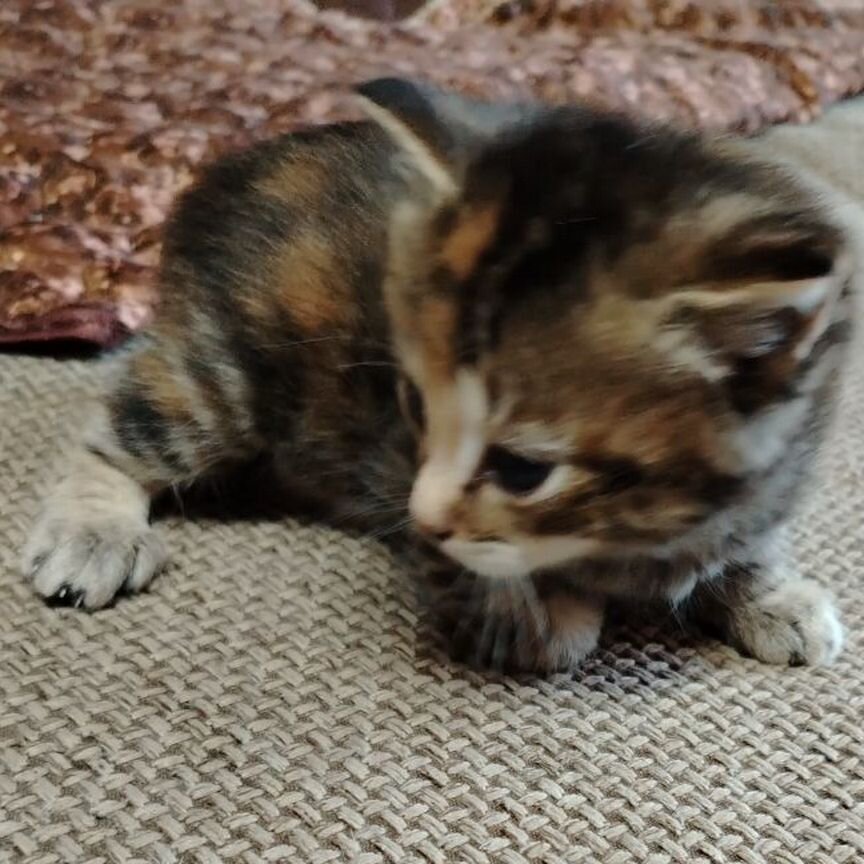 Отдалим котенка девочку