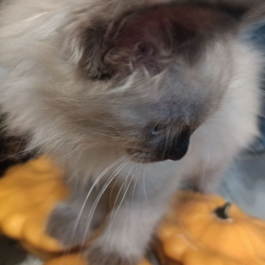 Котята