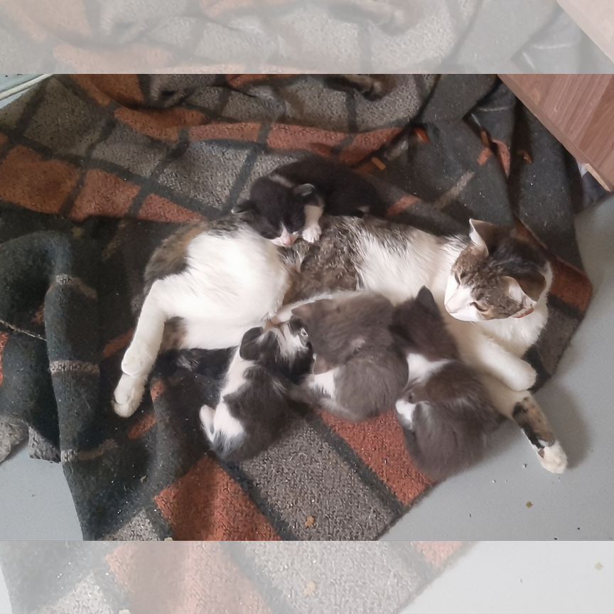 Котёнок в добрые руки