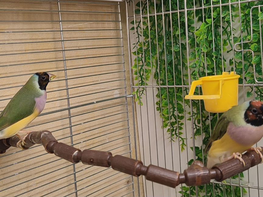 Молодые самки Амадины Гульда