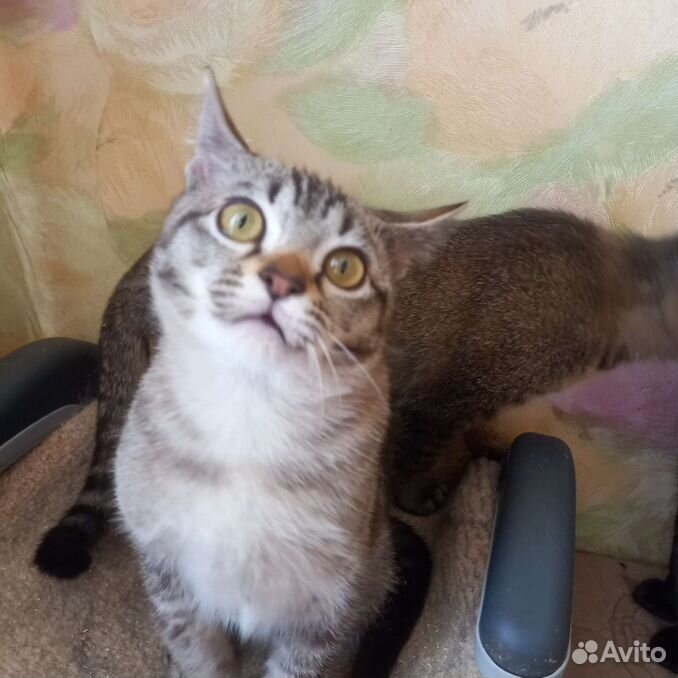 Бурмилла, бомбей, мальчики