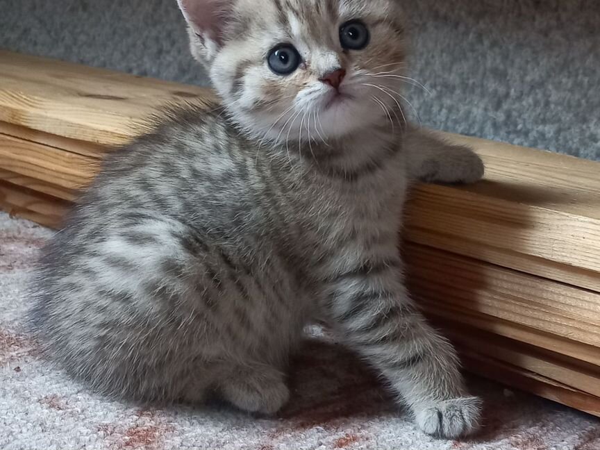 Шотландские милашки