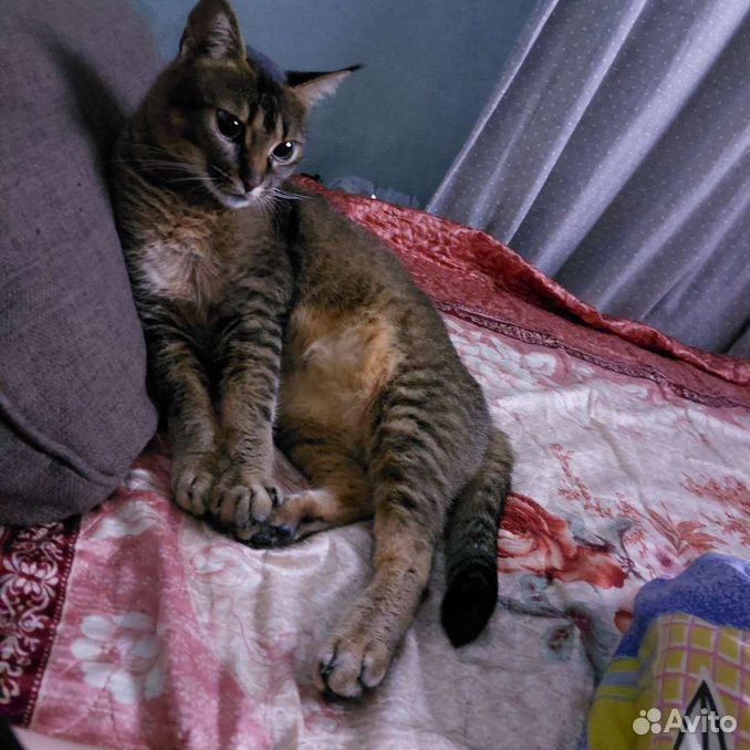 Кошка каракет