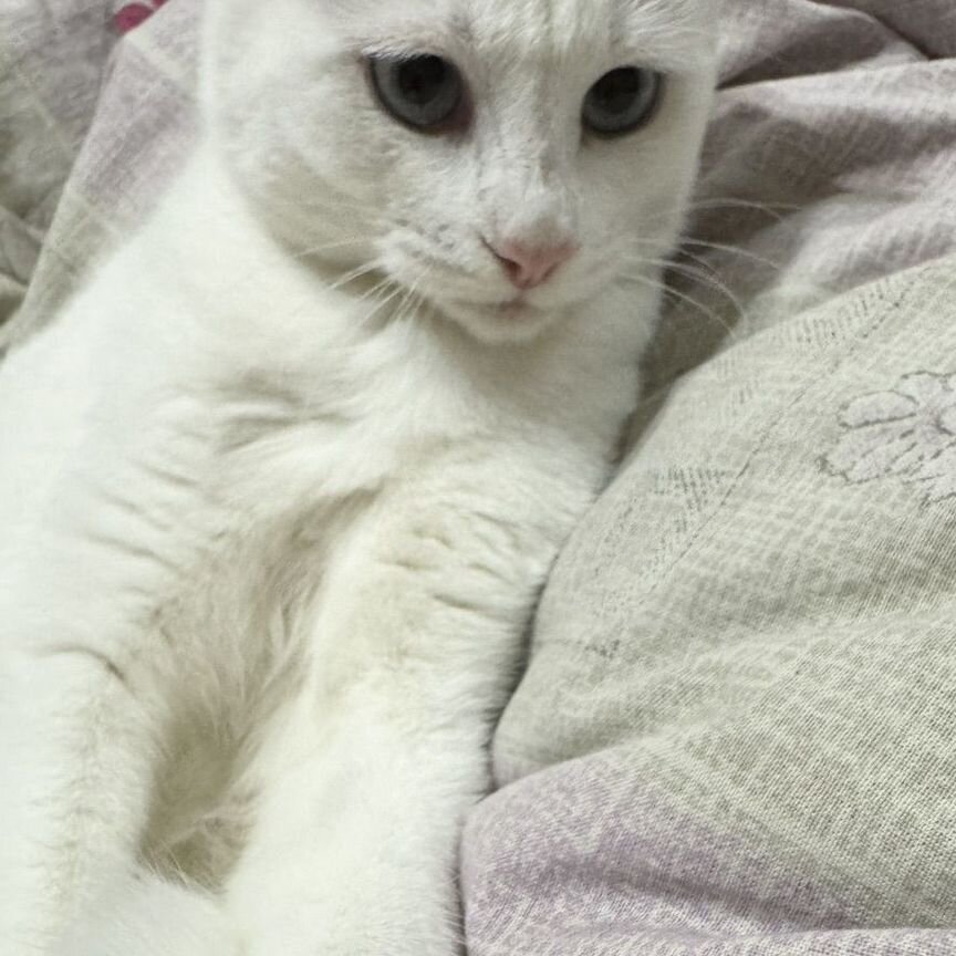 Белая кошка с голубыми глазами