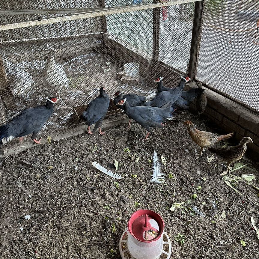 Фазан синий ушастый