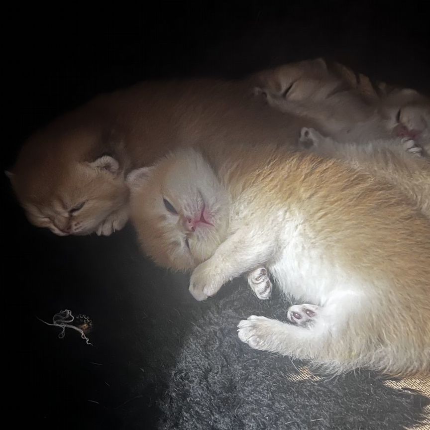 Шотландский прямоухий короткошёрстный котёнок