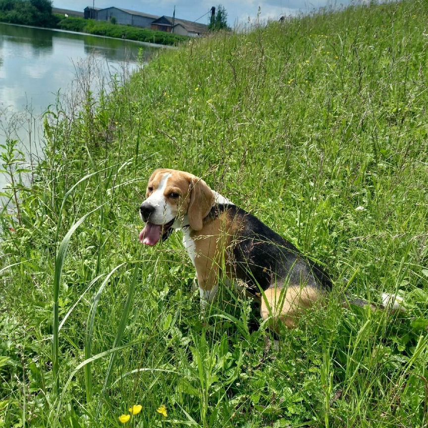 Бигль в добрые руки