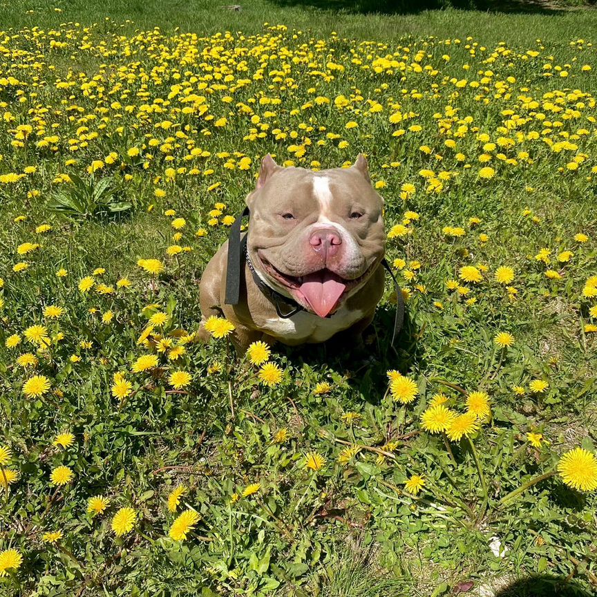 American bully продажа