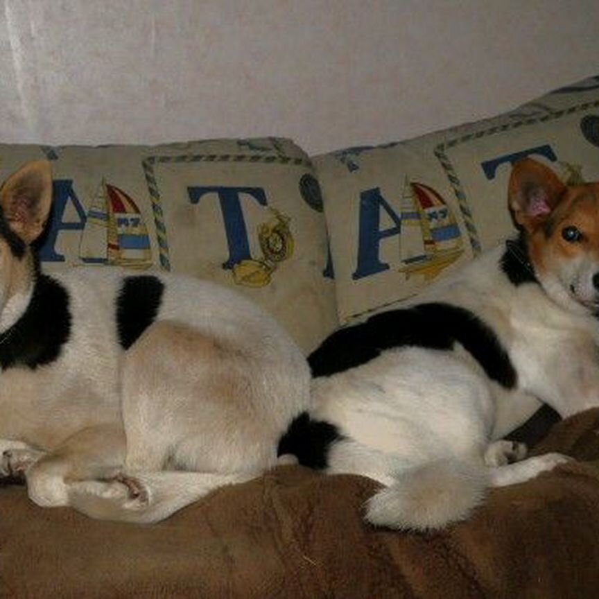 Два полугодовалых щенка. Стерилизованы, привиты