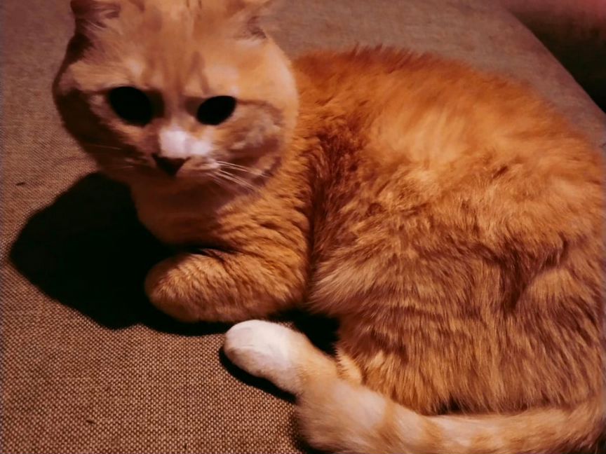 Котик в добрые руки