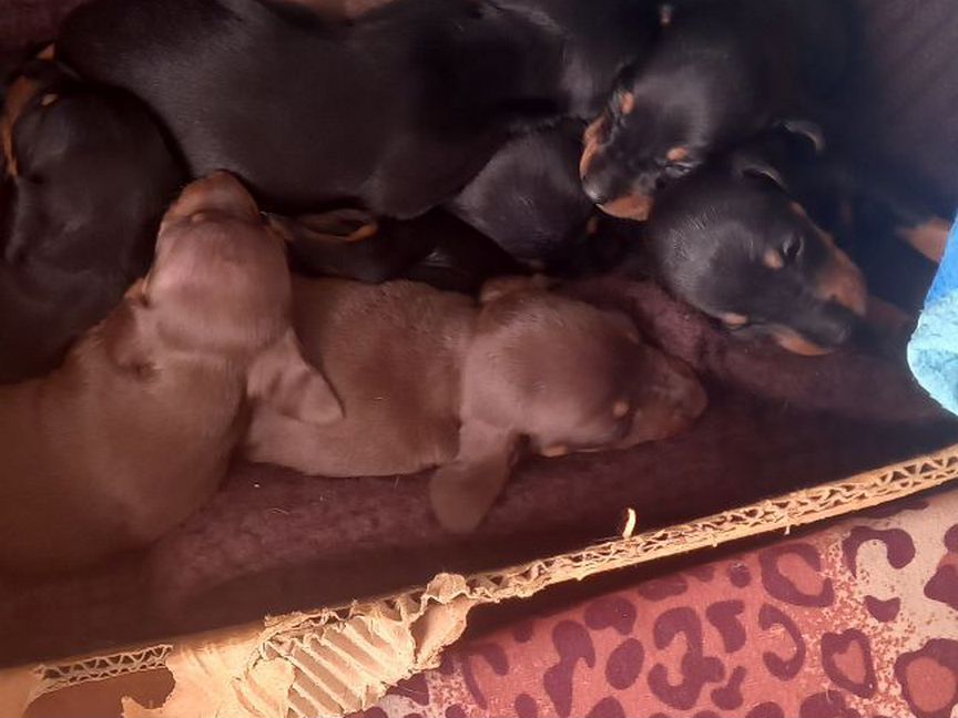 Щенки таксы стандартные