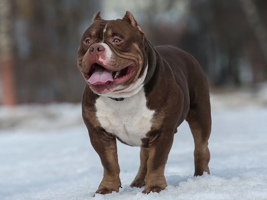 Кобель для вязки американский булли