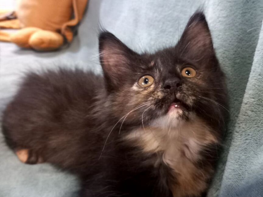 Котята мейн-кун