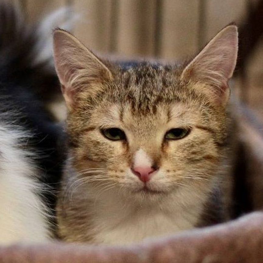 Европейский короткошёрстный котёнок