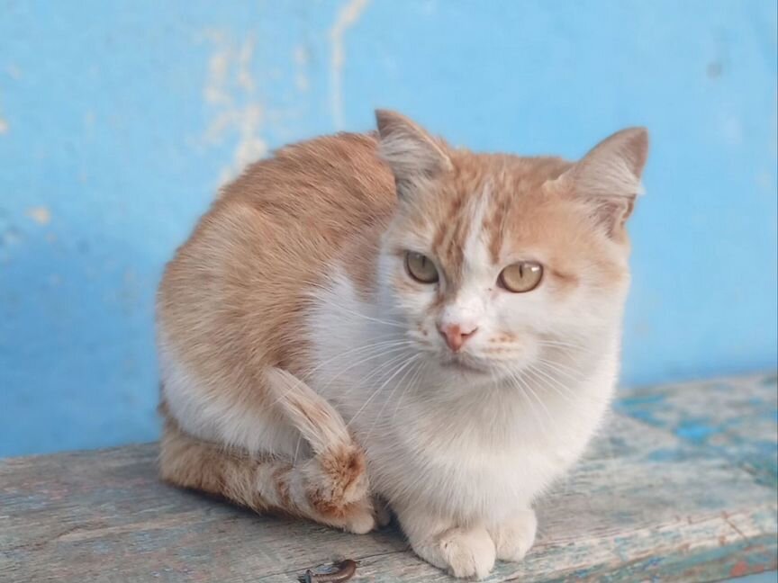 Кошечка
