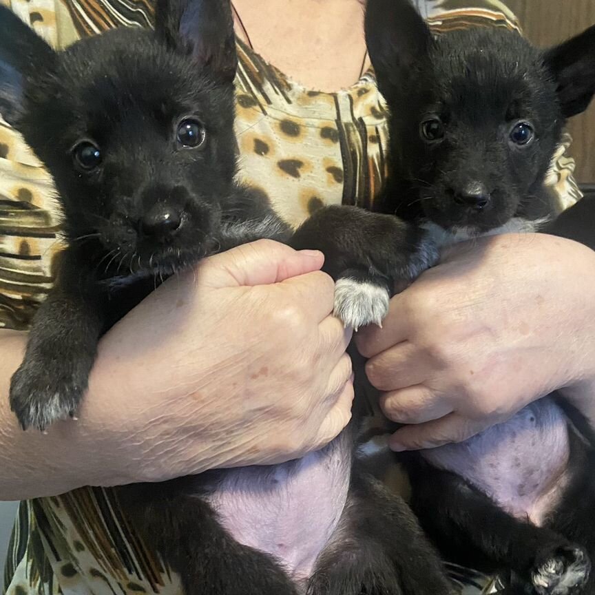 Щенок в добрые руки