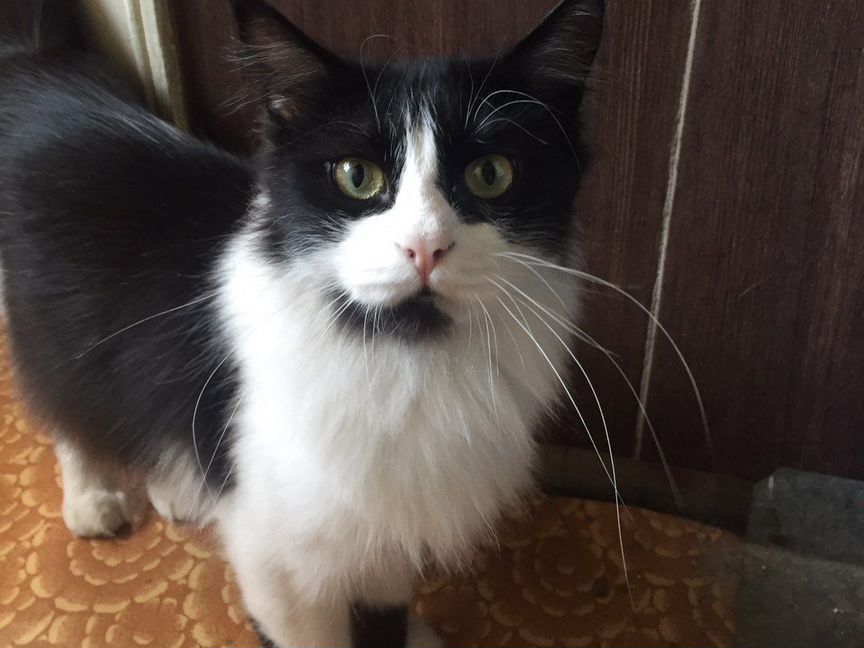 Дама с характером