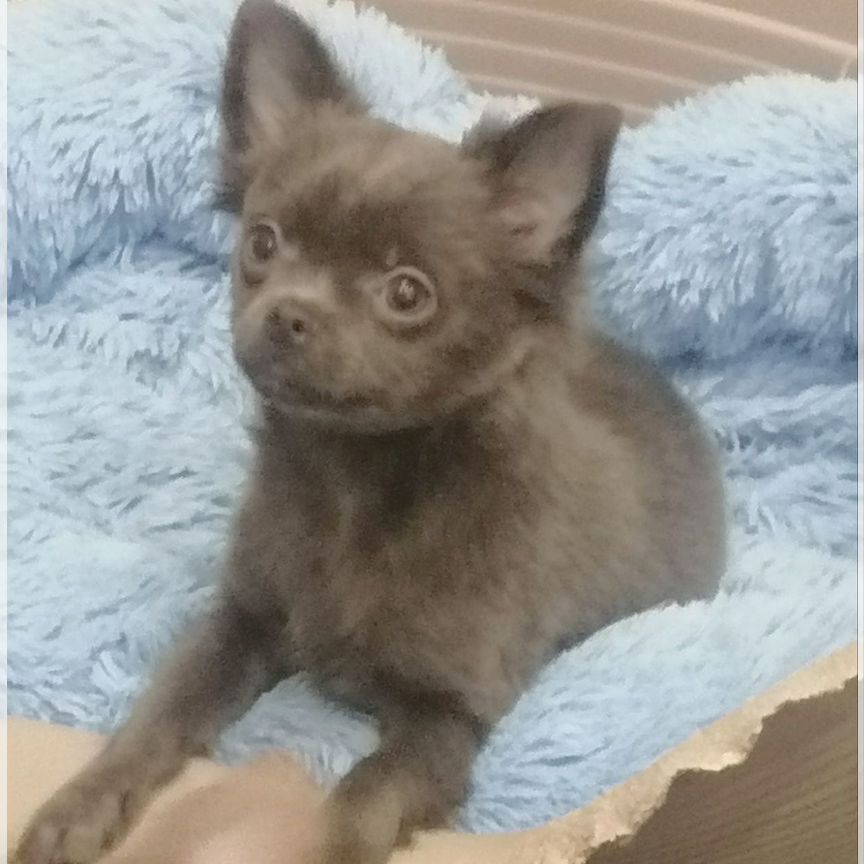 Чишки малышки