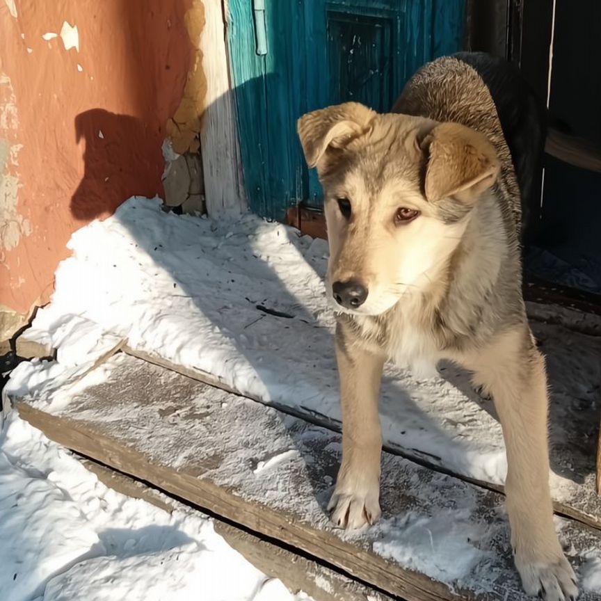 Щенок в добрые руки