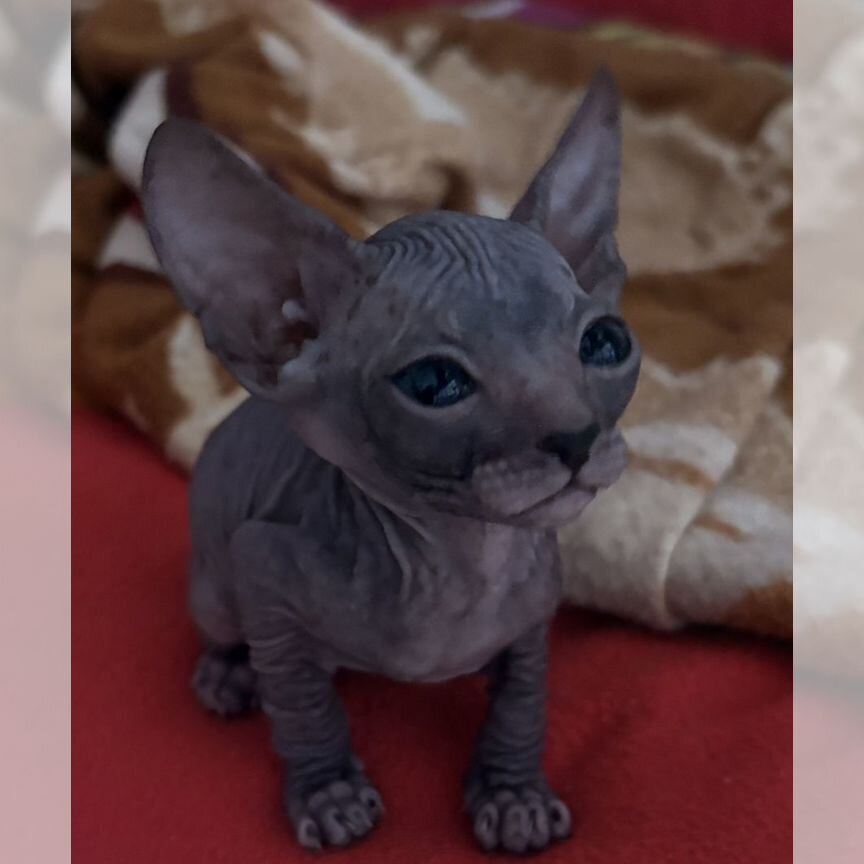 Канадский сфинкс котёнок