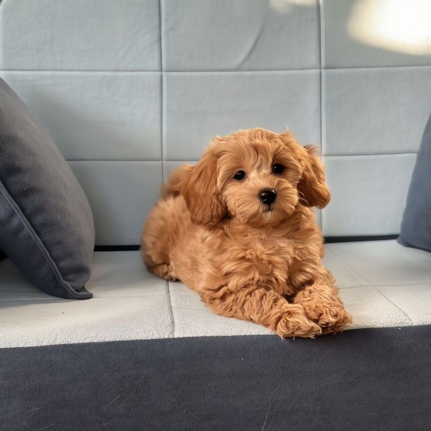 Мальтипу, щенок