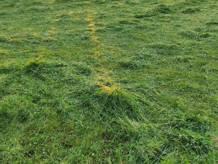 Белый клевер для корма животных