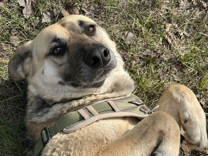 Очаровательный, душевный Клайд тоскует в приюте