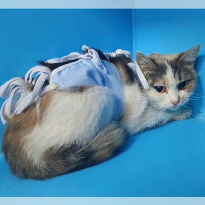 Курочка,котёнок из ада, дайте шанс на дом