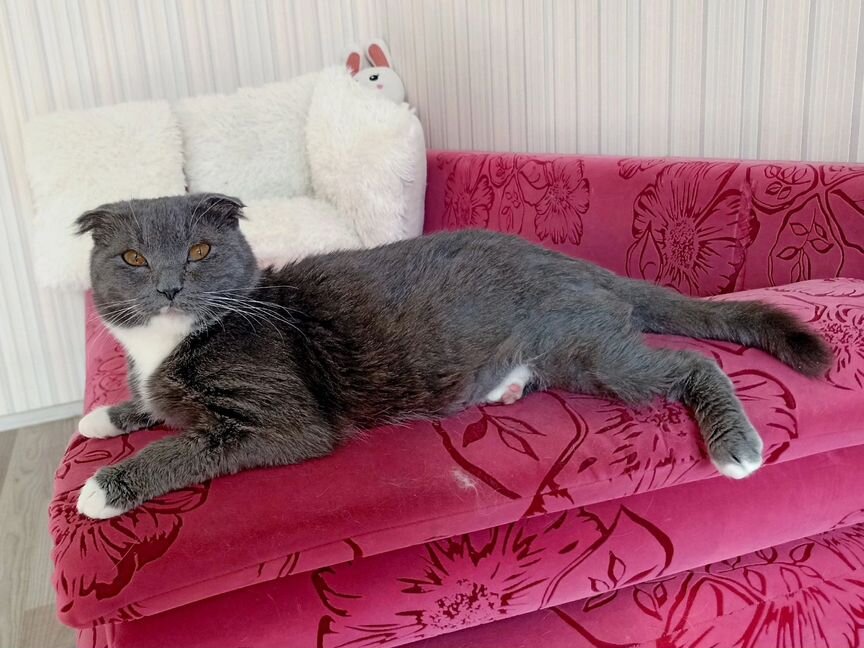 Шотландская вислоухая кошка бесплатно