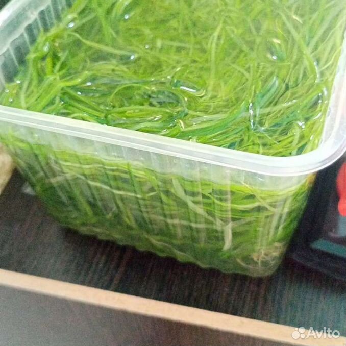 Зелёные водоросли обмен на корм