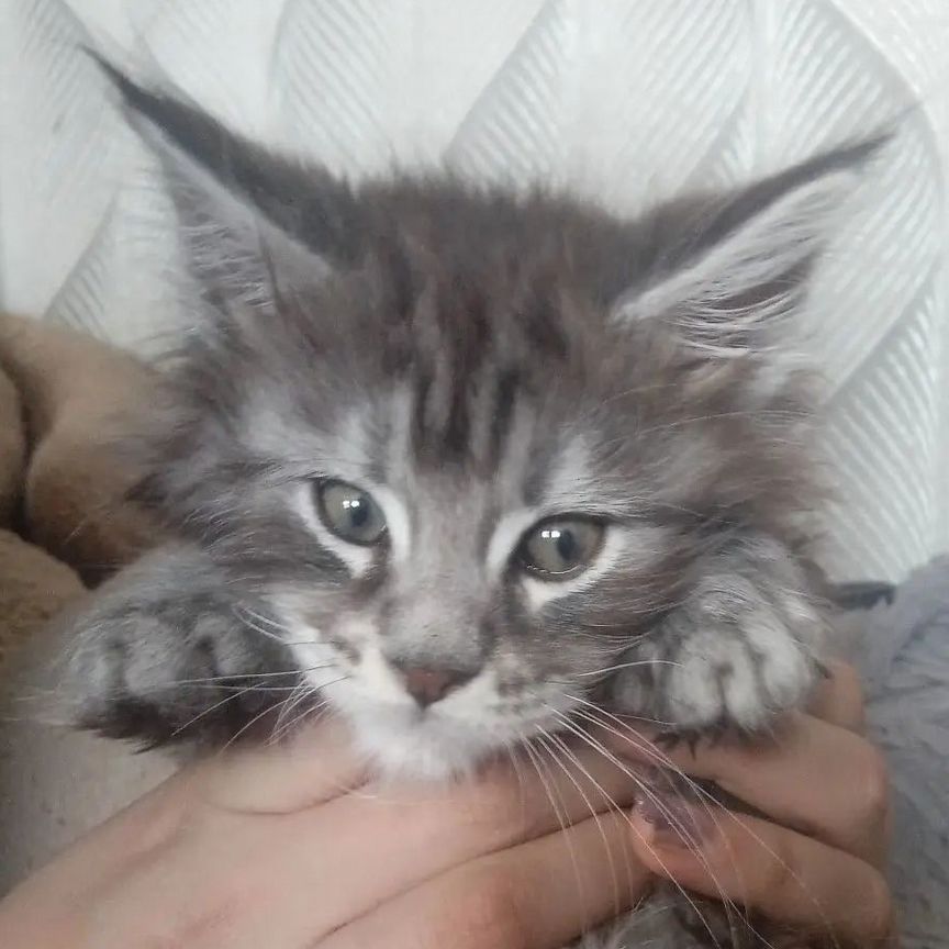 Мейн-кун котёнок