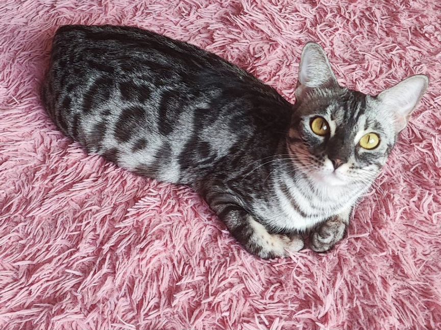Бенгальская кошка угольное серебро