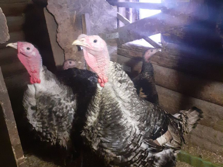 Индюк на племя