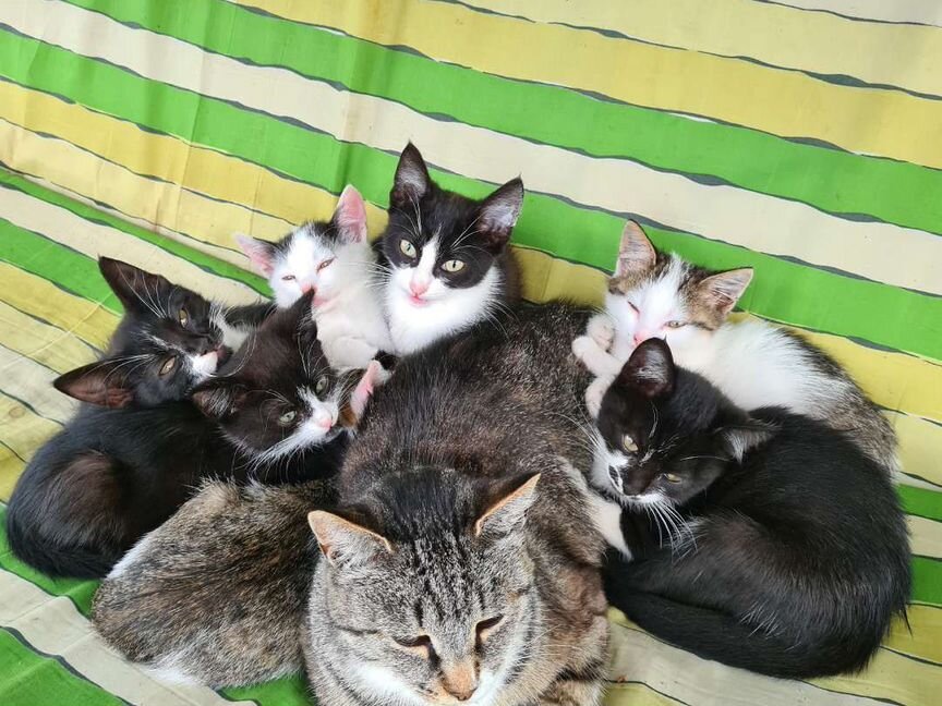 Котята в добрые руки