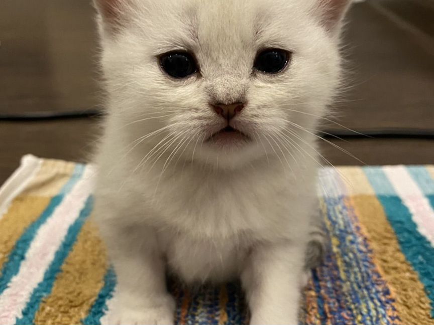 Шотладские котята