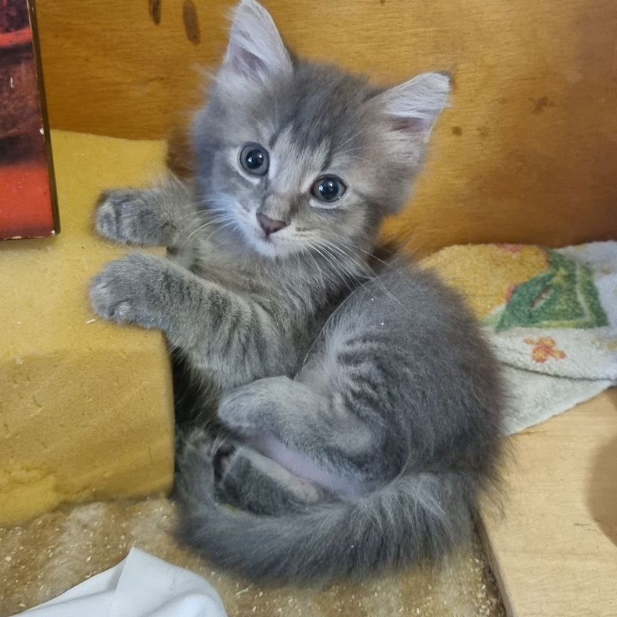 Котенок ищет дом
