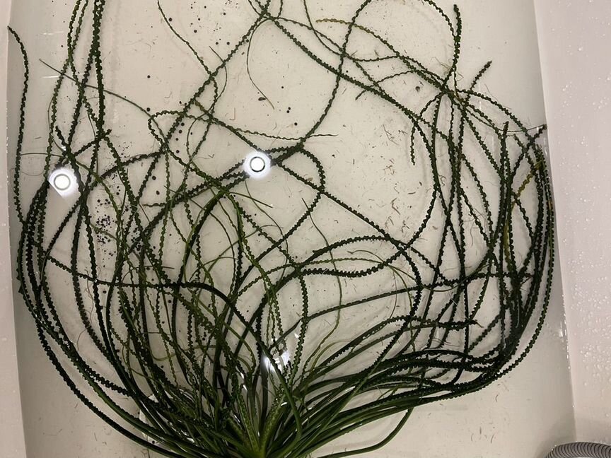 Кринум волнистый