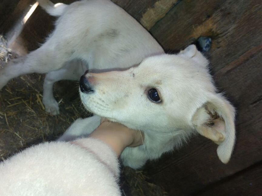 Щенки лабрадора