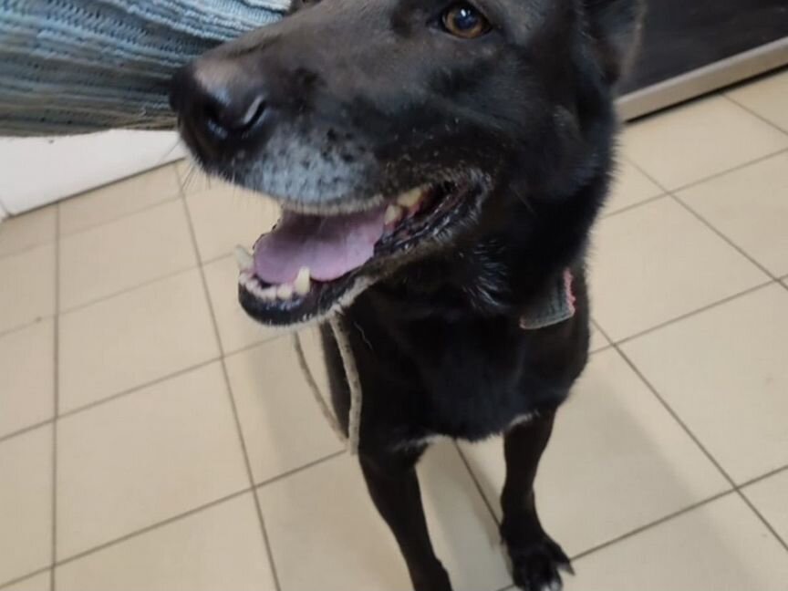 Восточноевропейская овчарка из приюта