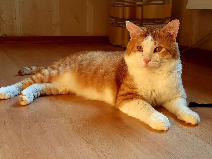 Эмиль в добрые руки