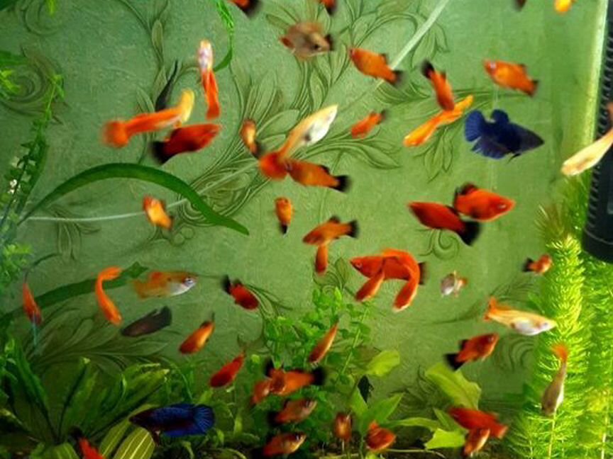 Аквариумные рыбки