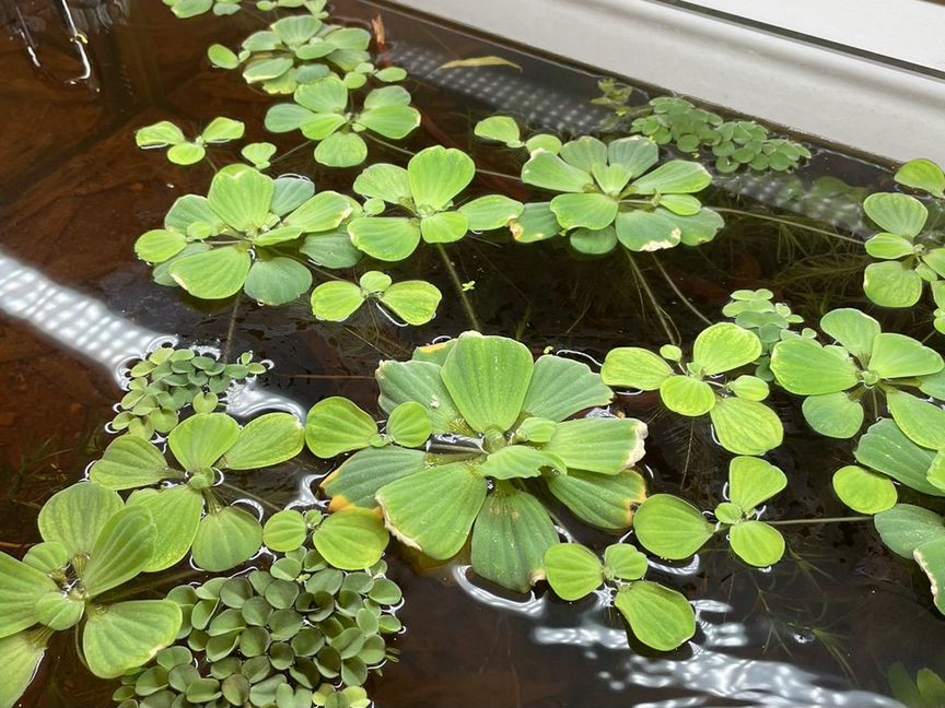 Сальвиния, пистия растения